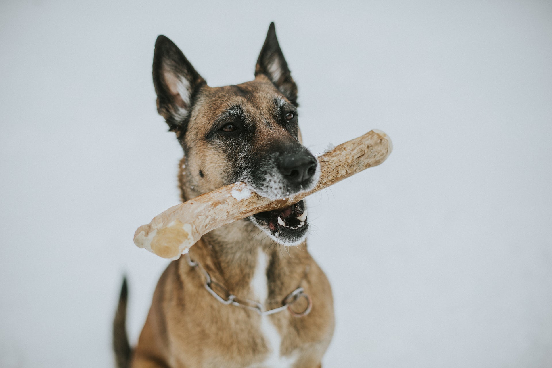 NATURAL WOOD CHEWS FOR DOGS | CANOPHERA – Canophera
