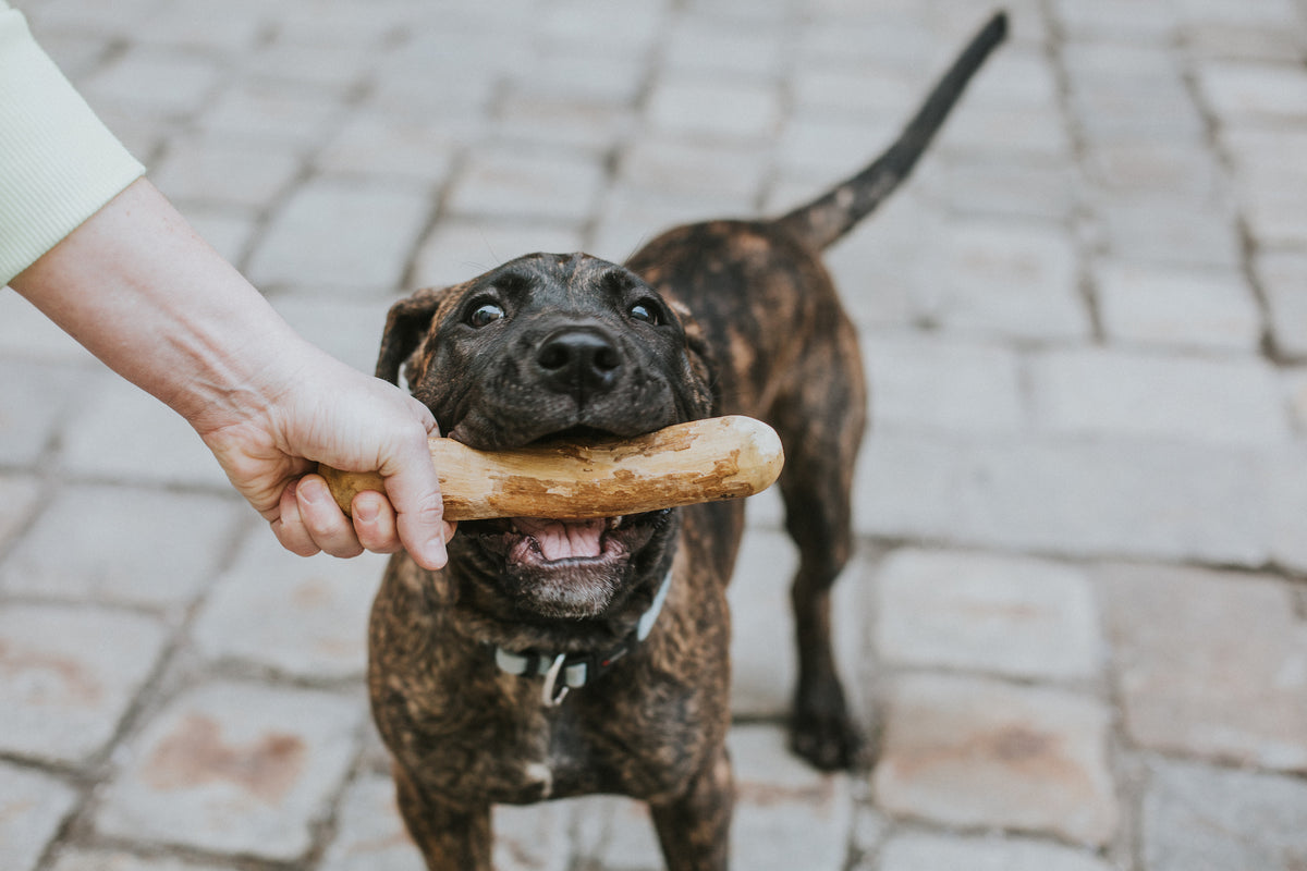NATURAL WOOD CHEWS FOR DOGS | CANOPHERA – Canophera