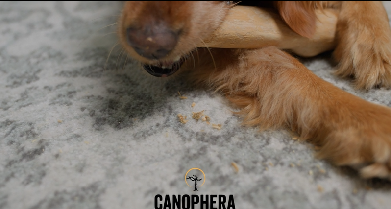 Coffee Wood Chews for Dogs | Sustainable & All-Natural from CANOPHERA ...