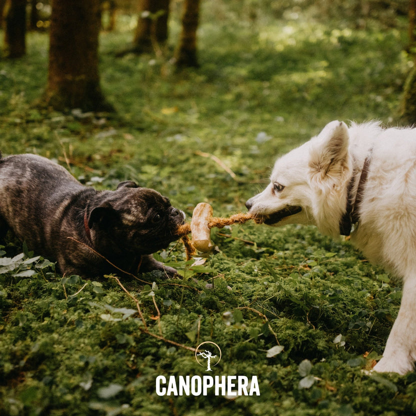 Coffee+Coco Chews for Dogs | Sustainable & All-Natural from CANOPHERA ...