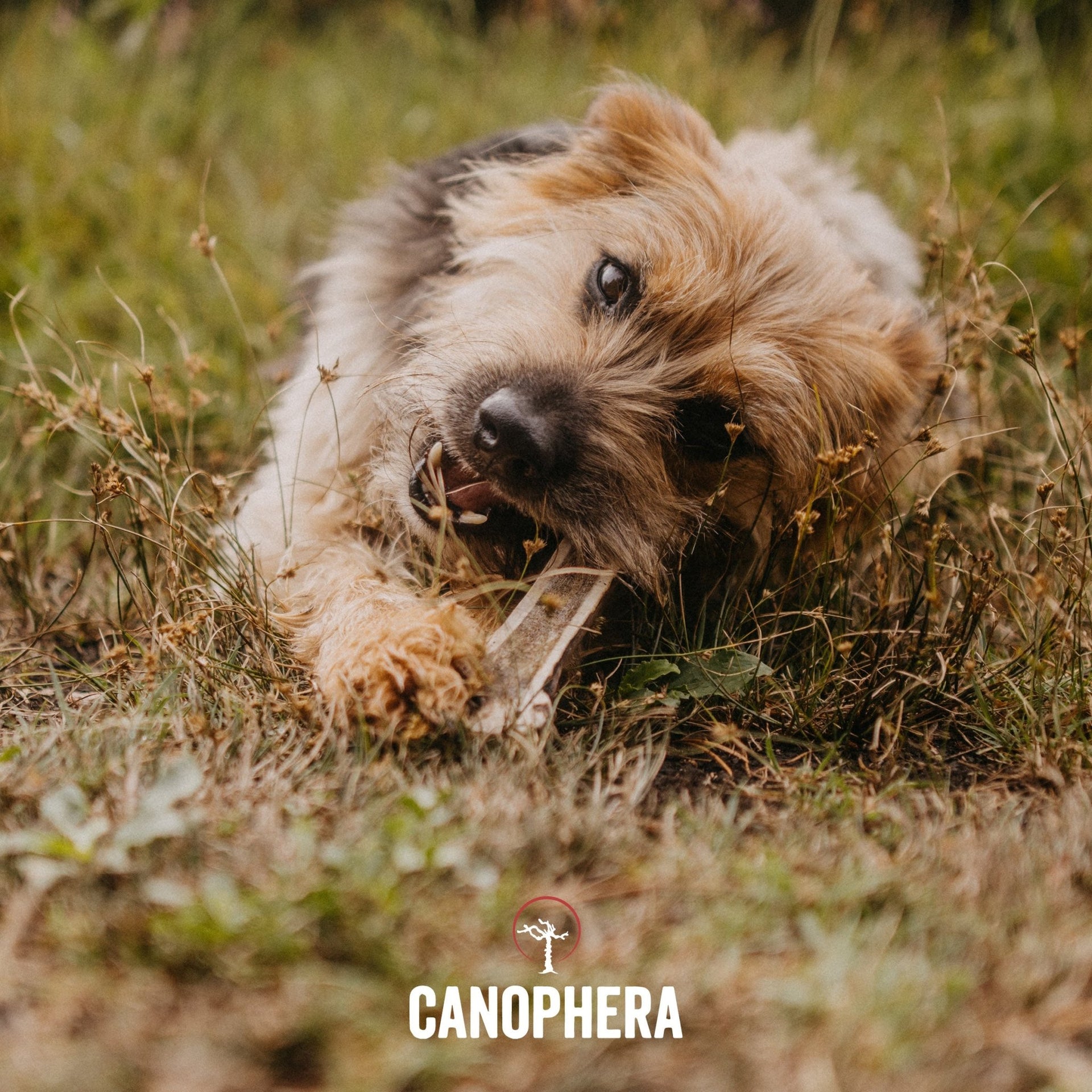 Red Deer Antlers (Splits) – Canophera