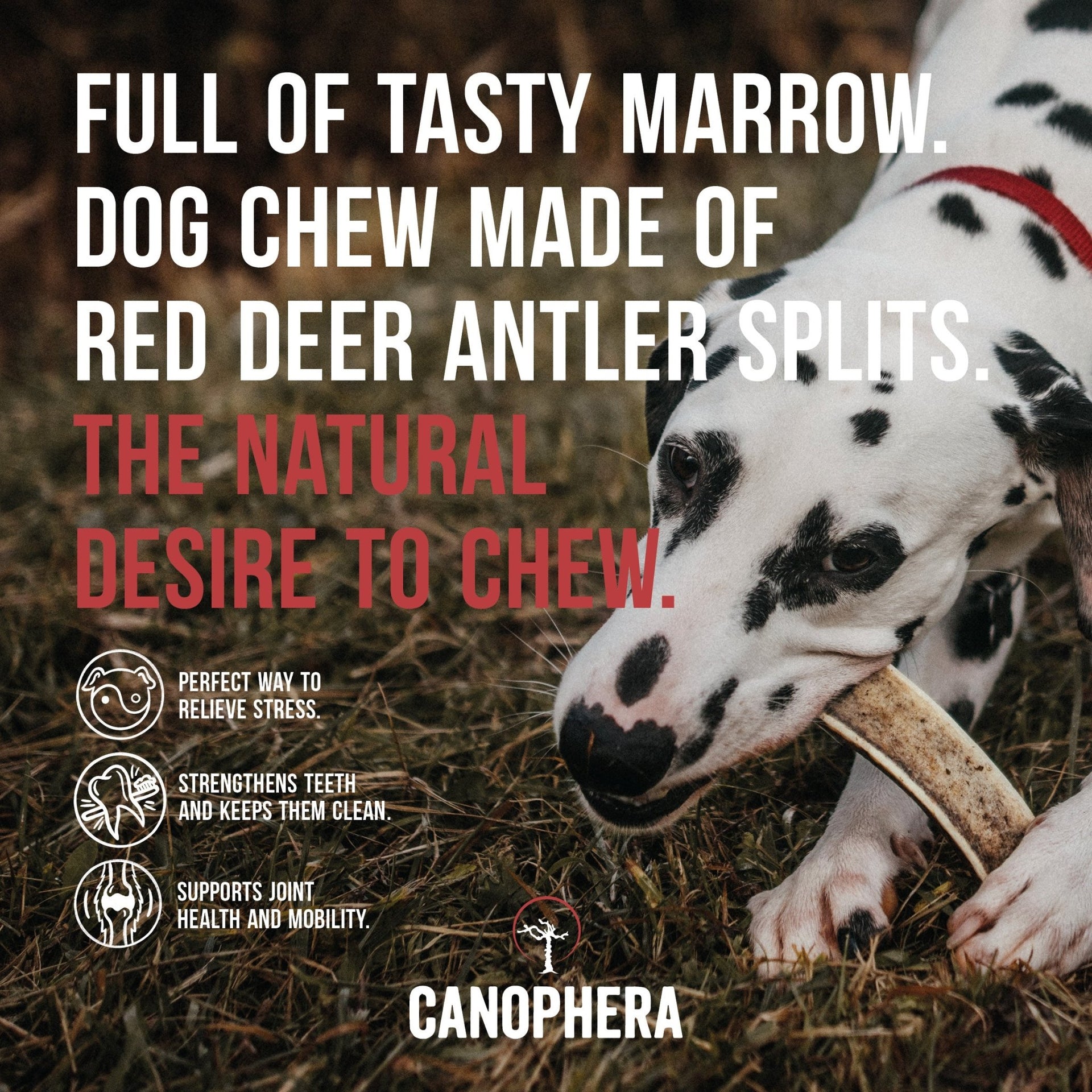 NATURAL WOOD CHEWS FOR DOGS | CANOPHERA – Canophera