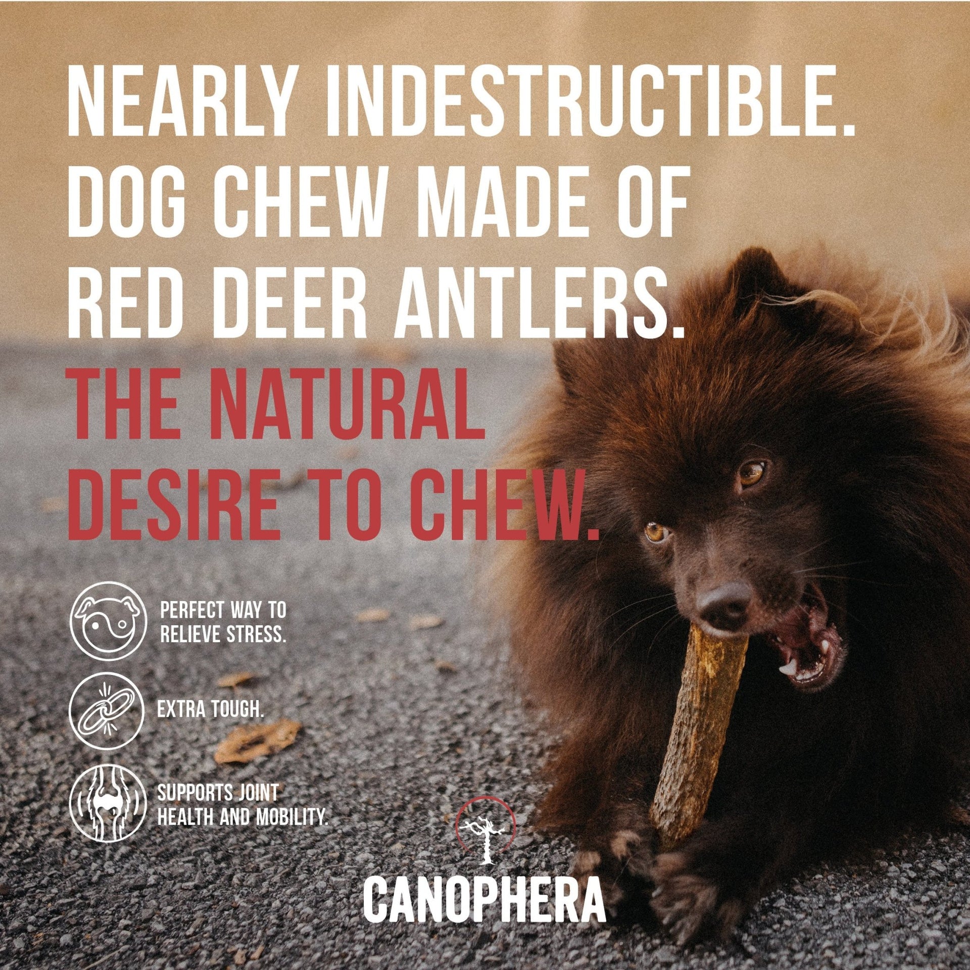 Red Deer Antlers (Whole) – Canophera