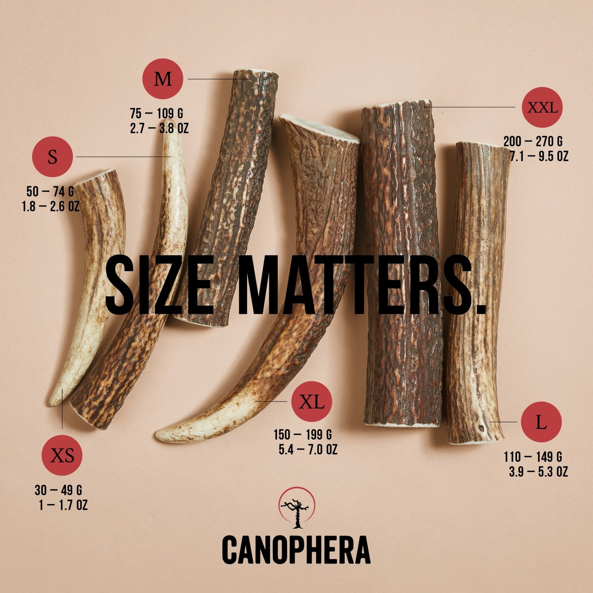 Red Deer Antlers (Whole) – Canophera